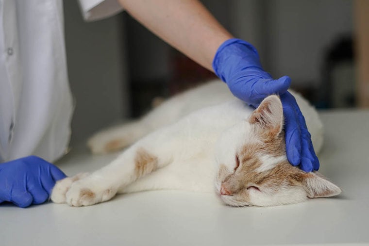 Osteosarcoma in Cats: Signs, Prevention & Treatment (Vet Answer ...