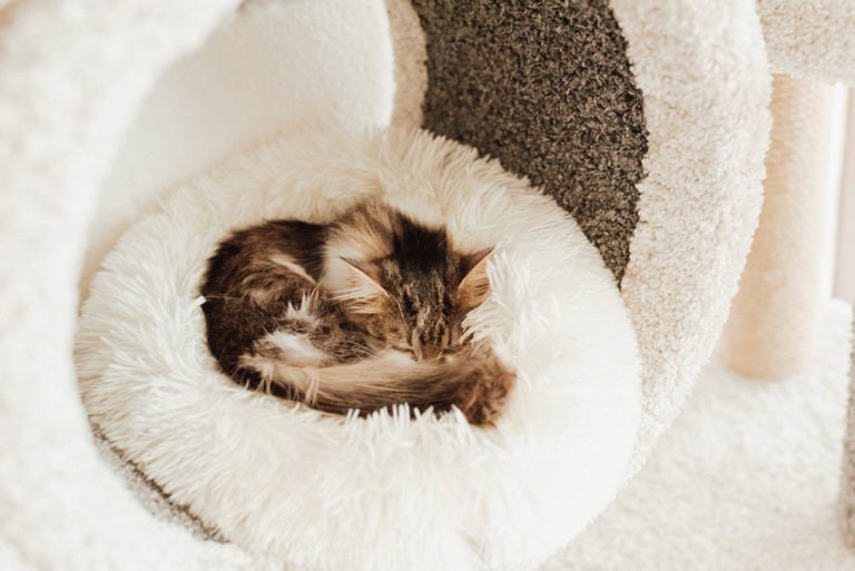 How to Help Cats With Stress (12 Vet-Approved Tips) | Hepper Pet Resources