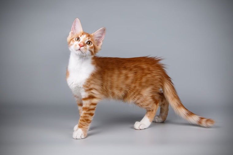 10 New Types of Cat Breeds (With Info & Pictures) | Hepper Pet Resources