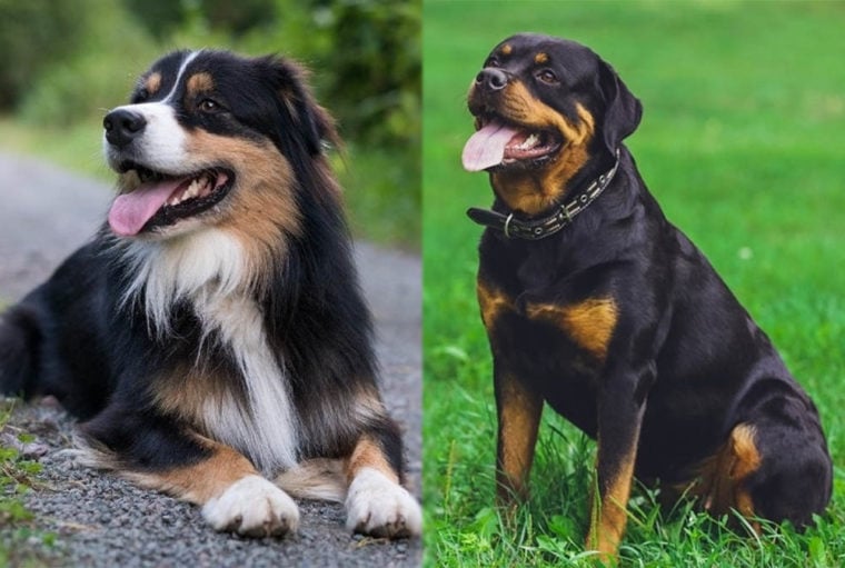 Australian Shepherd Rottweiler Mix: Pictures, Temperament & Traits ...