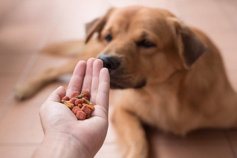 What Is Ash in Dog Food? Our Vet Answers | Hepper Pet Resources