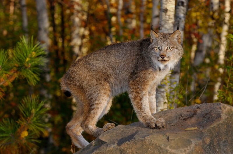 25 Cats From Mythology (Mythological Felines Explored) | Hepper Pet ...
