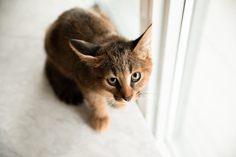 10 Cat Breeds With Ear Tufts (With Info & Pictures) | Hepper Pet Resources