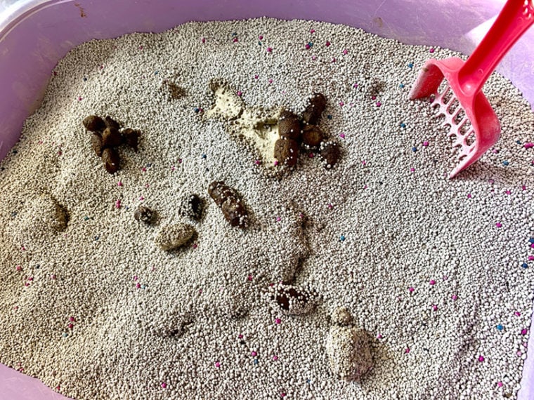 Cat Poop Chart: Vet-Approved Color & Consistency Guide | Hepper Pet ...