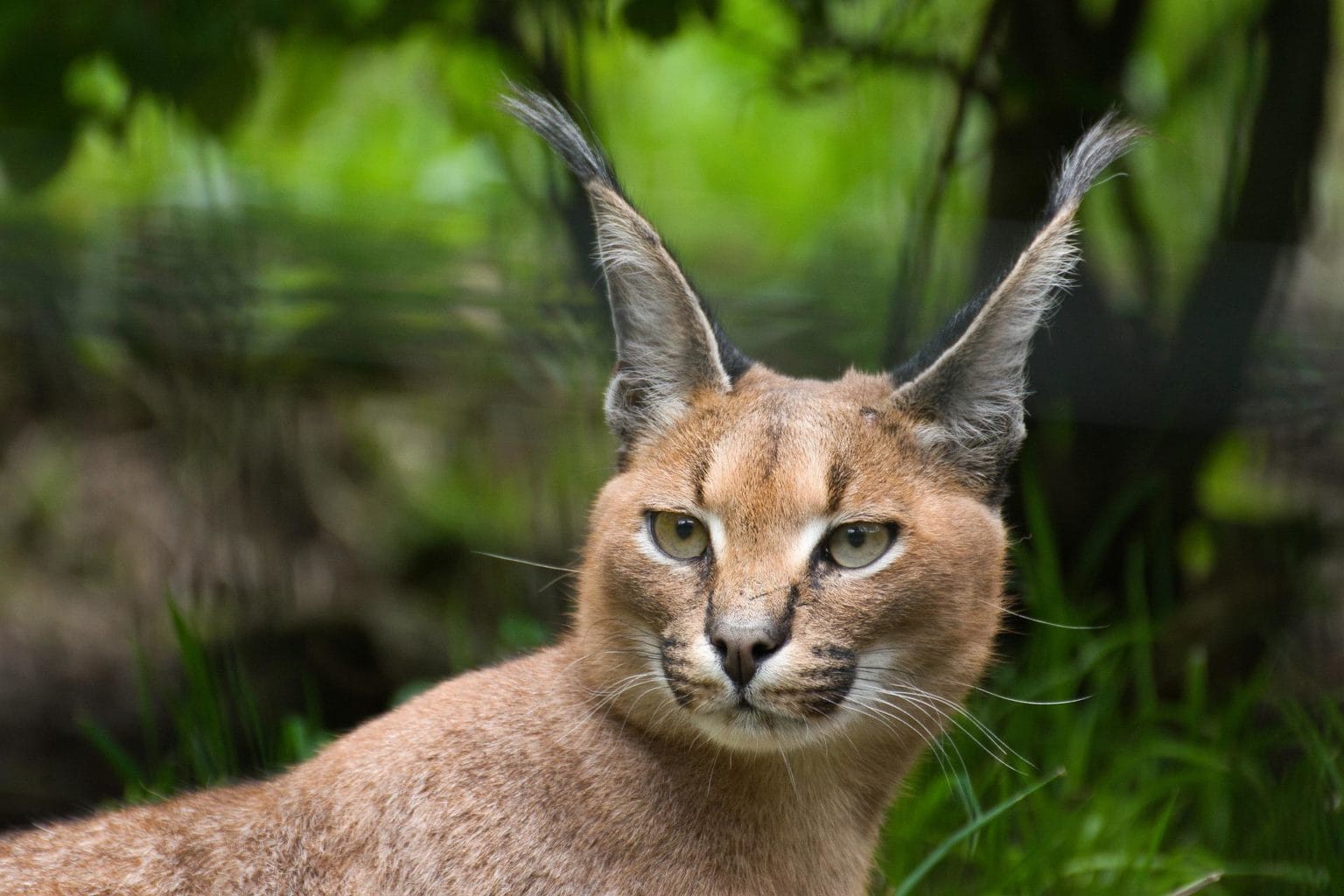 10 Short Tail Cat Breeds (With Info & Pictures) | Hepper Pet Resources