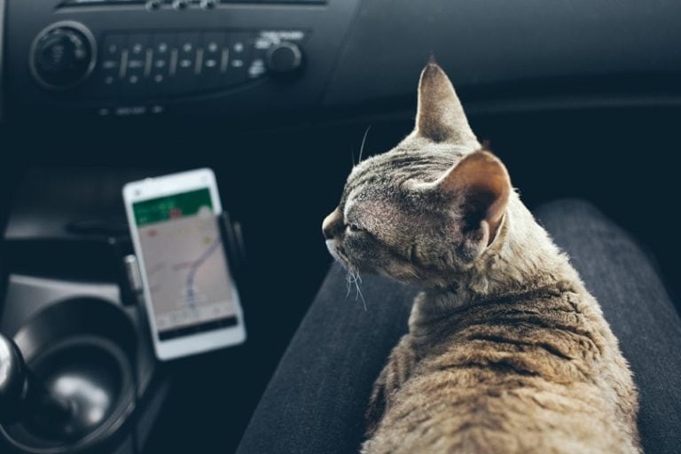 Does Amtrak Allow Cats? (2026 Update) | Hepper Pet Resources