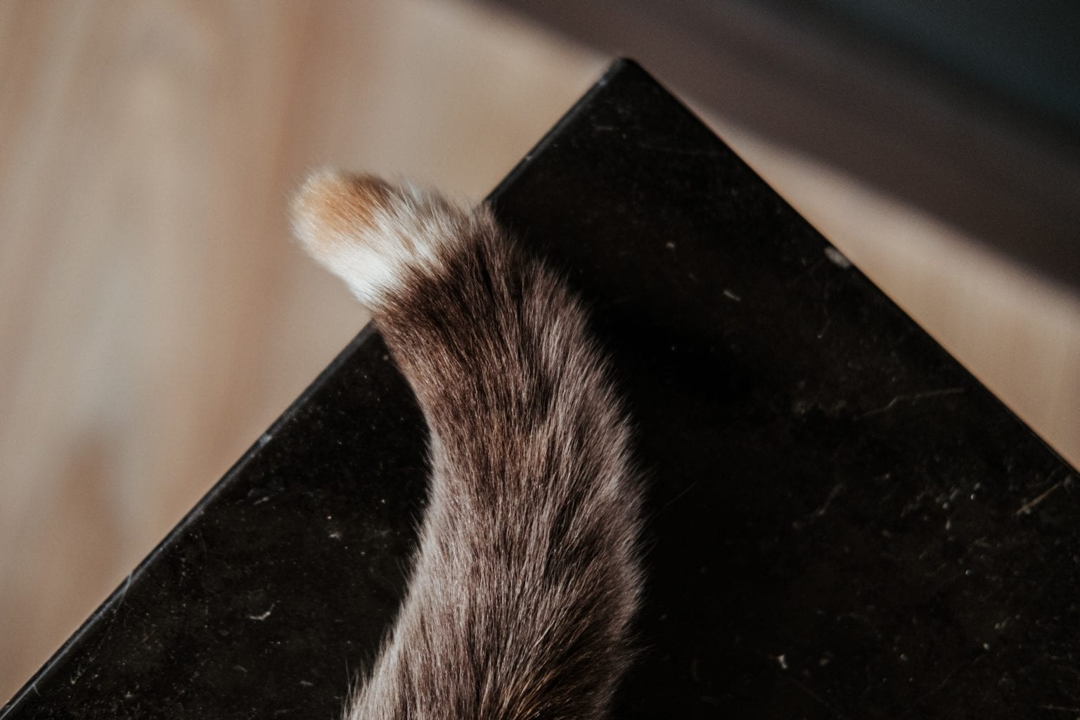 10 Short Tail Cat Breeds (With Info & Pictures) | Hepper Pet Resources