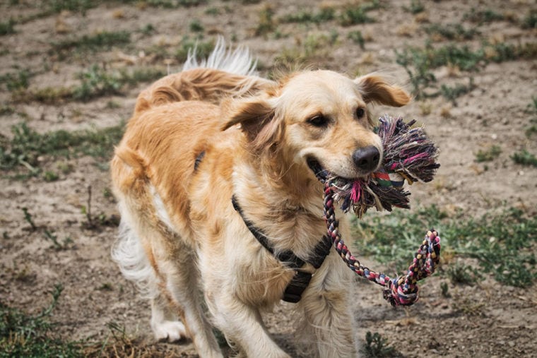 How to Teach a Dog to “Drop It” in 5 Simple Steps | Hepper Pet Resources