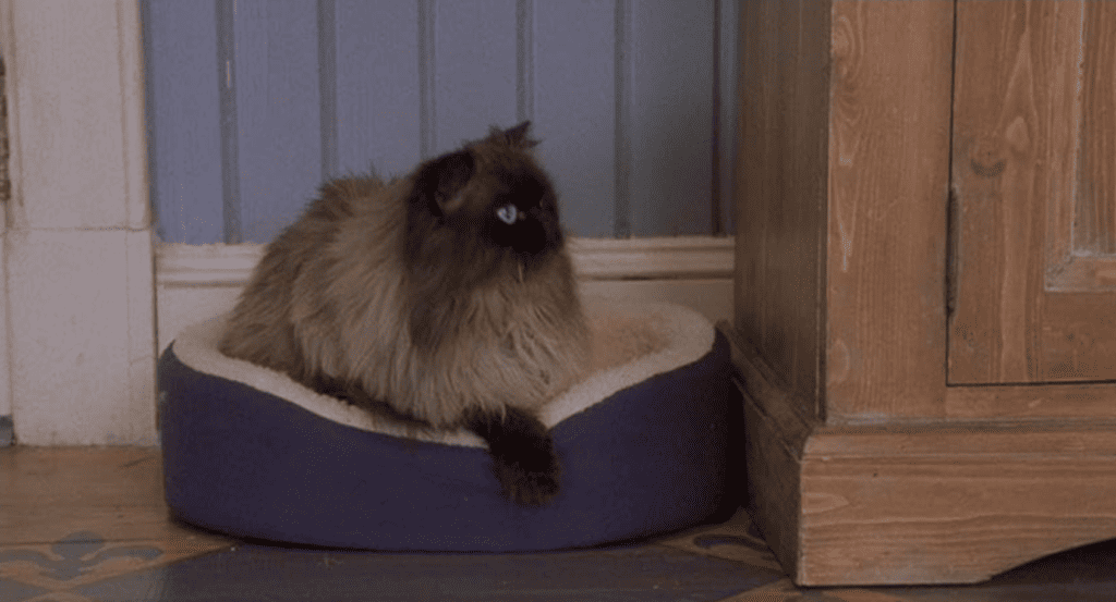 25 Famous Cats From History & Today (2026 Update) | Hepper Pet Resources