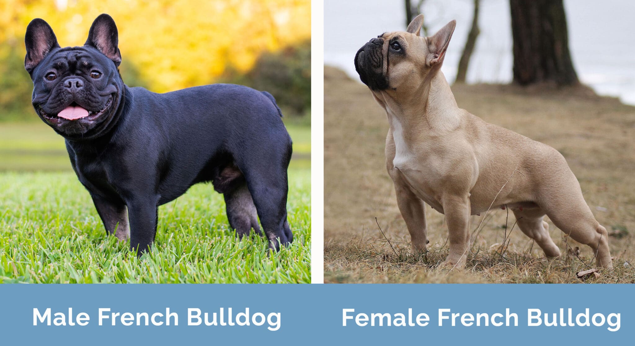 Male vs Female French Bulldogs: The Differences (With Pictures ...