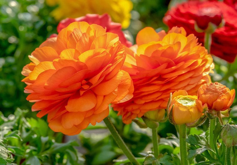 Is Buttercup (Ranunculus) Poisonous to Cats? Keeping Your Cat Safe ...