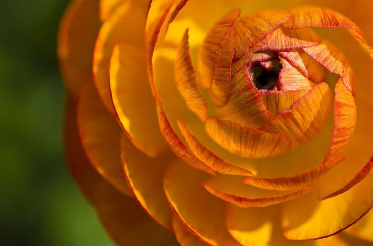 Is Buttercup (Ranunculus) Poisonous to Cats? Keeping Your Cat Safe ...
