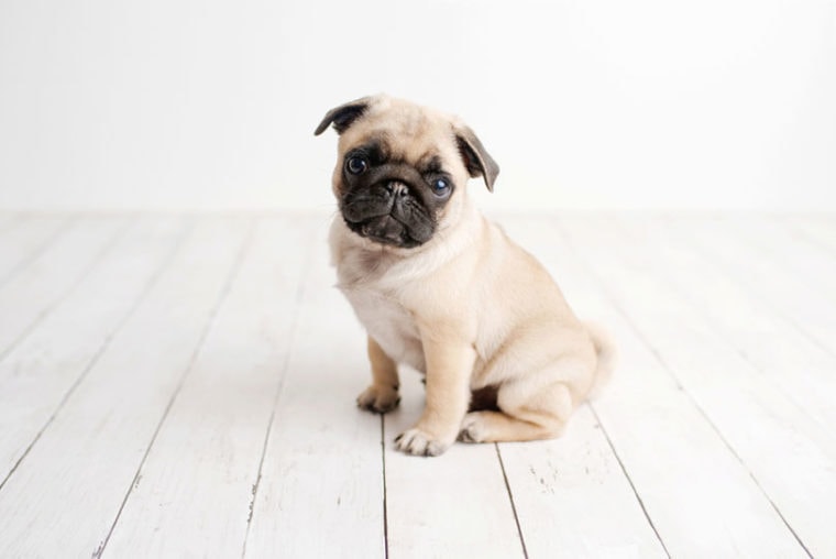 How Long Do Pugs Live? Average Lifespan, Data & Care | Hepper Pet Resources
