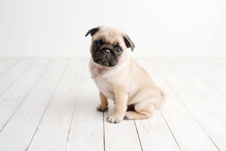 How Long Do Pugs Live? Average Lifespan, Data & Care | Hepper Pet Resources