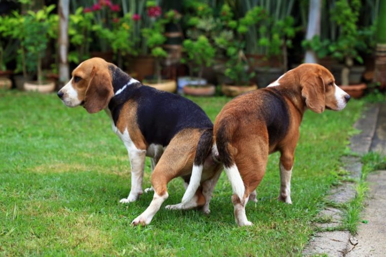 How Long Does it Take For Dogs to Mate? Facts & FAQ | Hepper Pet Resources