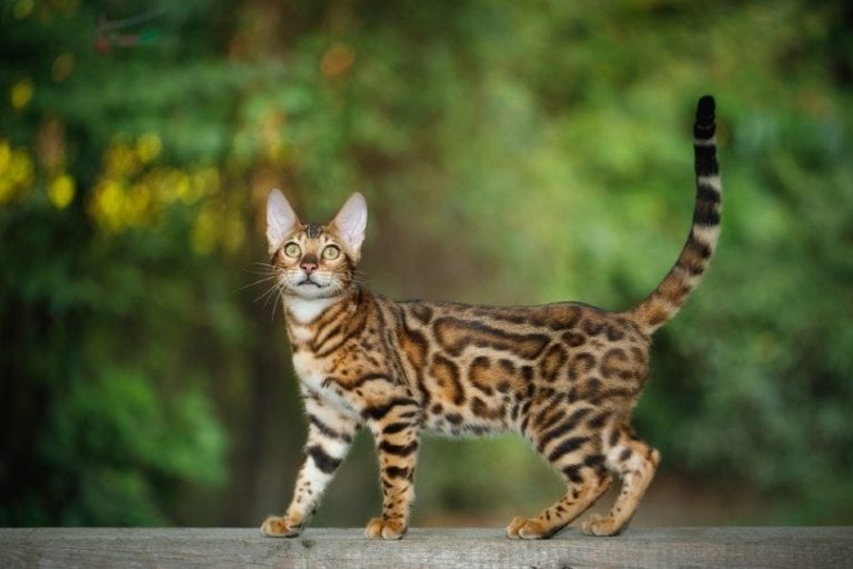 15 Fastest Cats in the World & Their Achievements (Updated in 2025 ...