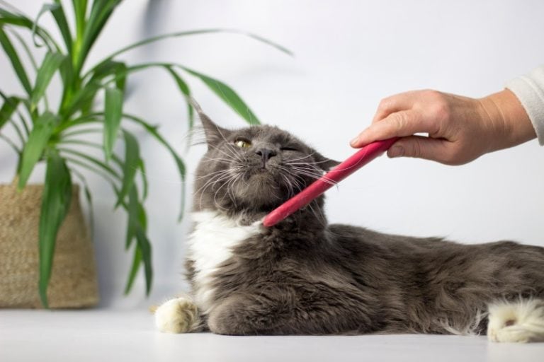 How to Use a Flea Comb on My Cat: 7 Vet Approved Tips | Hepper Pet ...