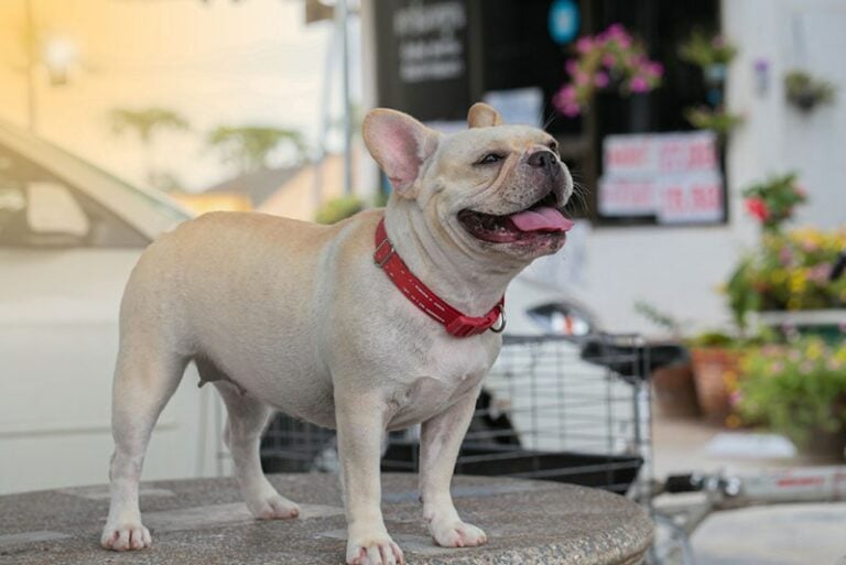 14 Dog Breeds with Short Snouts: Info, Pictures, & Vet-Reviewed Health ...