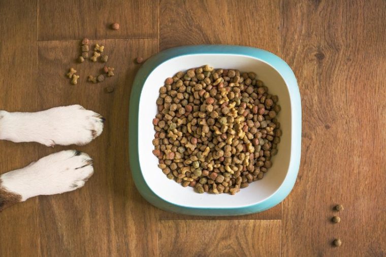 What Is Crude Fat in Dog Food? Is It Needed? | Hepper Pet Resources