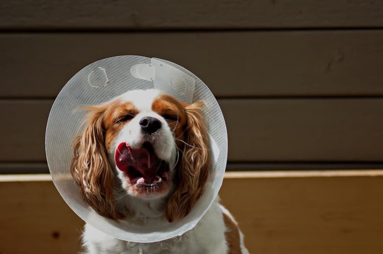 How to Remove a Splinter from a Dog Paw: 8 Expert Tips & Infographic ...