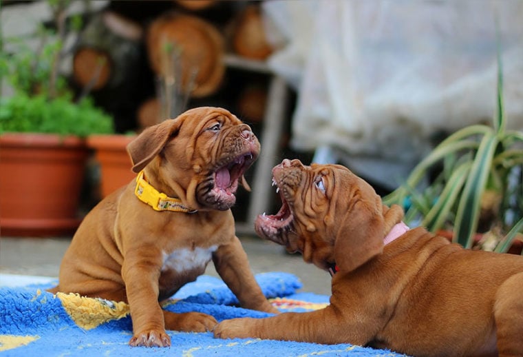 Why Is My Puppy So Aggressive? 5 Typical Reasons | Hepper Pet Resources