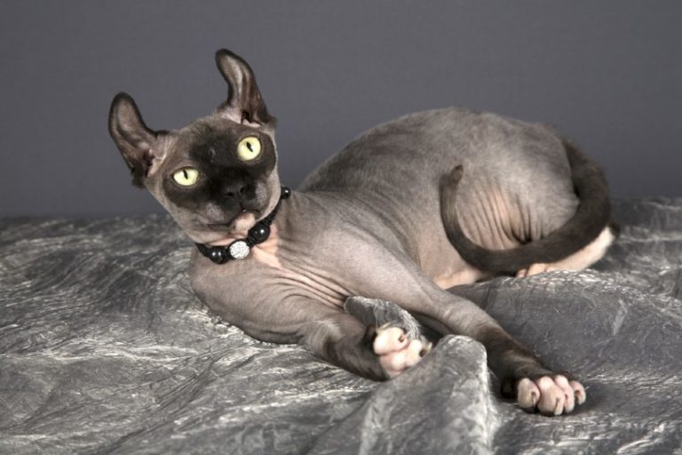 12 Ugly Cat Breeds (That We Still Love): Info, Pictures, Traits, & More ...