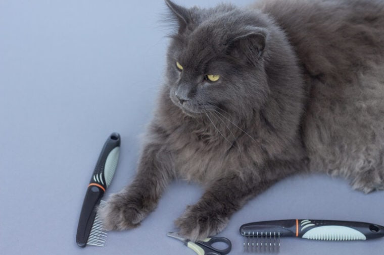 Do I Need to Trim My Cat’s Paw Fur? Benefits & Grooming Tips | Hepper ...