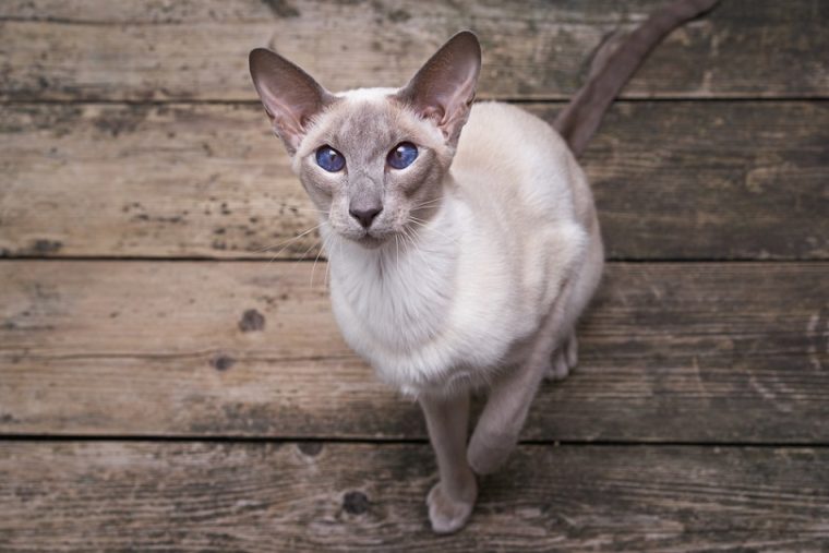 12 Asian Cat Breeds (With Info & Pictures) | Hepper Pet Resources