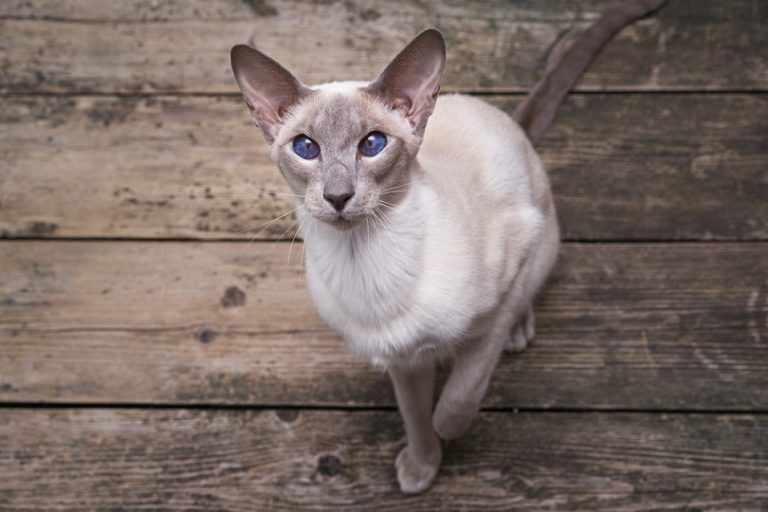 8 Cat Breeds With Pointy Ears: Info, Pictures & Facts | Hepper Pet ...