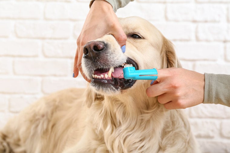 10 Alternatives to Brushing Your Dog’s Teeth Approved by Our Vet ...