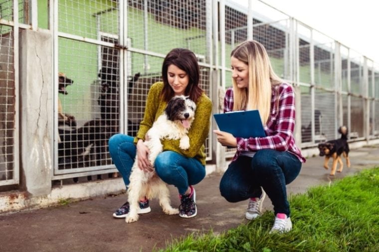 10 Shocking Animal Homelessness Statistics & Facts (2026 Update ...