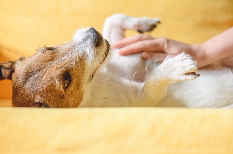 How to Get Tree Sap Out of Dog Hair: 8 Vet-Approved Steps | Hepper Pet ...