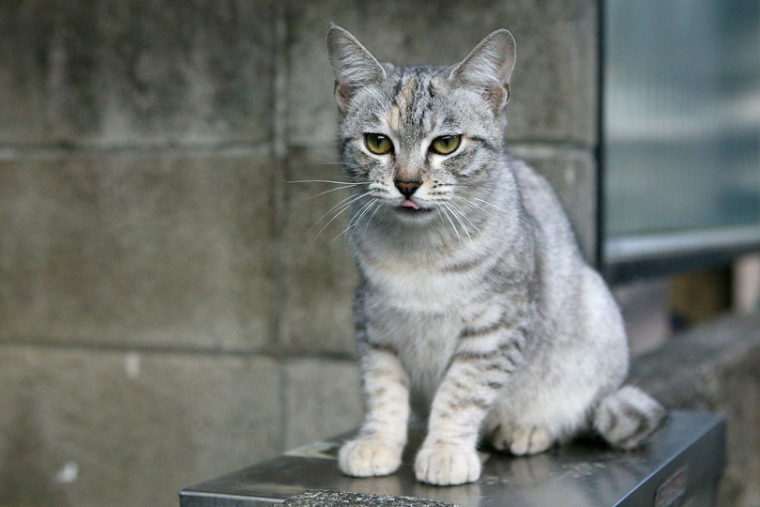 Australian Mist Cat: Pictures, Care, Traits & Facts | Hepper Pet Resources