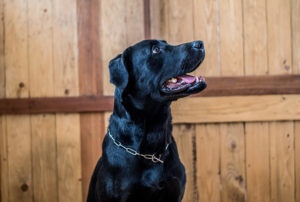 Black Labrador Retriever: Info, Pictures, Traits & History | Hepper Pet ...