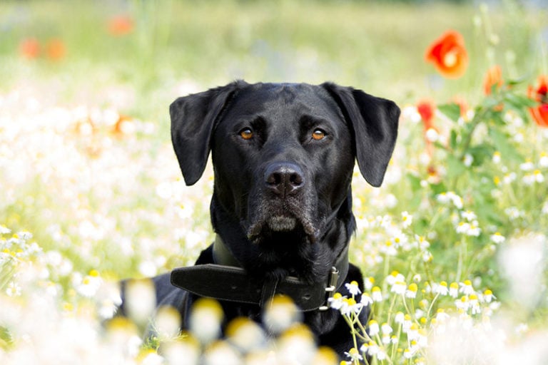 Black Labrador Retriever: Info, Pictures, Traits & History | Hepper Pet ...