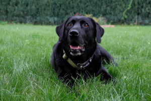 Black Labrador Retriever: Info, Pictures, Traits & History | Hepper Pet ...