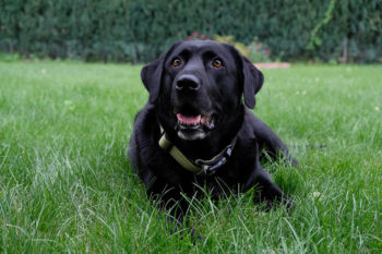 Black Labrador Retriever: Info, Pictures, Traits & History | Hepper Pet ...