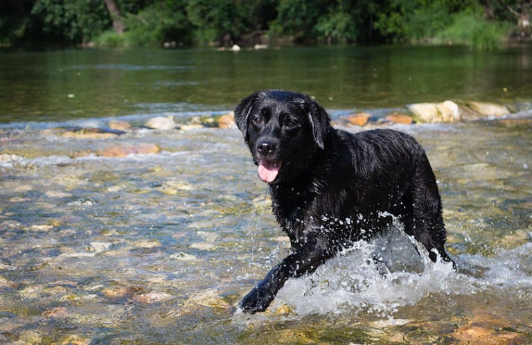 20 Interesting & Unusual Labrador Facts | Hepper Pet Resources