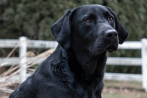 Black Labrador Retriever: Info, Pictures, Traits & History | Hepper Pet ...