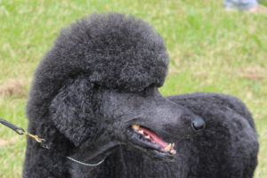 Black Poodle: Info, Pictures & Facts | Hepper Pet Resources