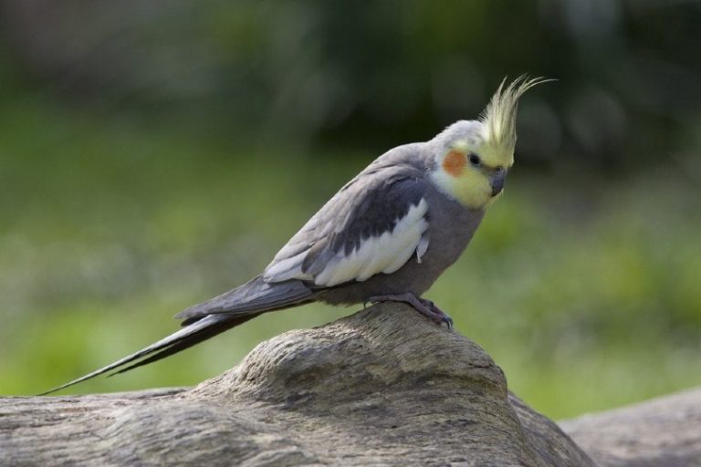 Cockatiel - Pictures, Facts, Personality, Food & Care Guide | Hepper ...
