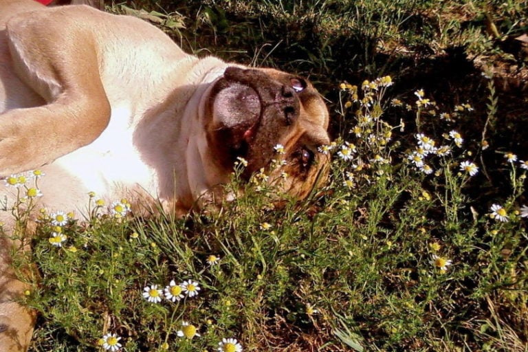 How To Teach a Dog To Play Dead In 7 Simple Steps | Hepper Pet Resources