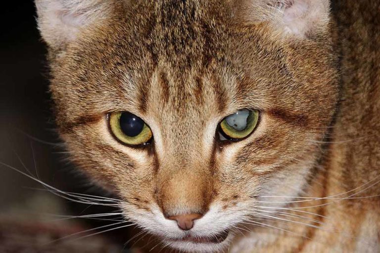 7 Most Common Cat Eye Problems: Our Vet Answers | Hepper Pet Resources