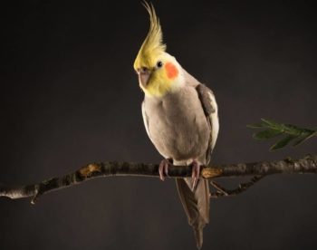 Cockatiel - Pictures, Facts, Personality, Food & Care Guide | Hepper ...