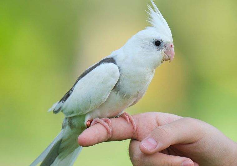 9 Signs Your Cockatiel Loves You: What to Watch For! | Hepper Pet Resources