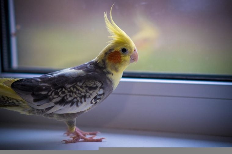 16 Cockatiel Pros & Cons You Should Know About | Hepper Pet Resources