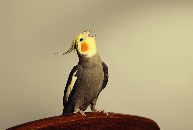 Cockatiel - Pictures, Facts, Personality, Food & Care Guide | Hepper ...