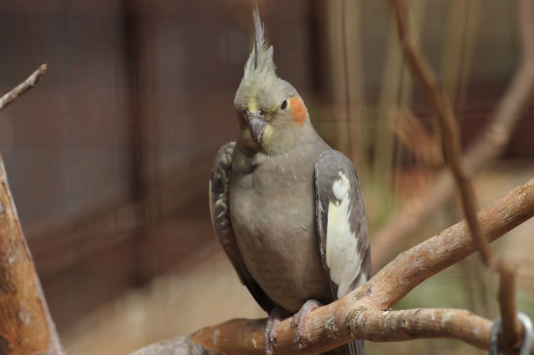 Cockatiel - Pictures, Facts, Personality, Food & Care Guide | Hepper ...