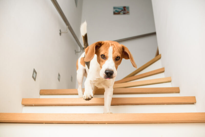 How to Train a Dog to Go Down Stairs in 8 Simple Steps | Hepper Pet ...