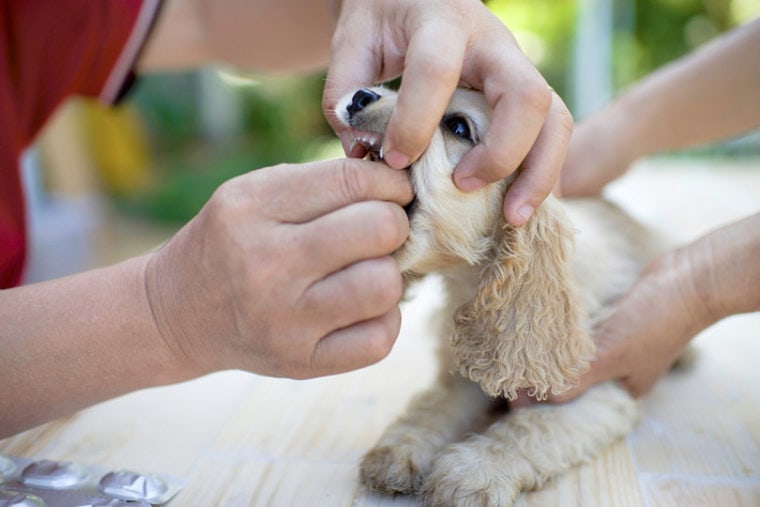 Heimlich Maneuver for Dogs: How to Save Dogs From Choking (Vet-Reviewed ...